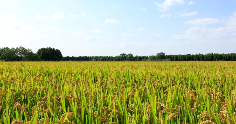Ripe Rice in the Countryside Stock Footage Video (100% Royalty-free ...