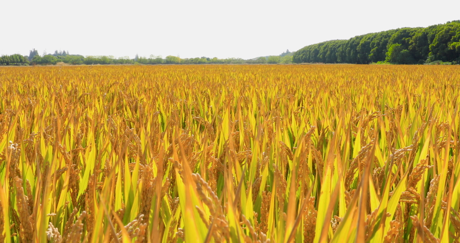 Fall Autumn Foliage in the trees under the sky image - Free stock photo ...