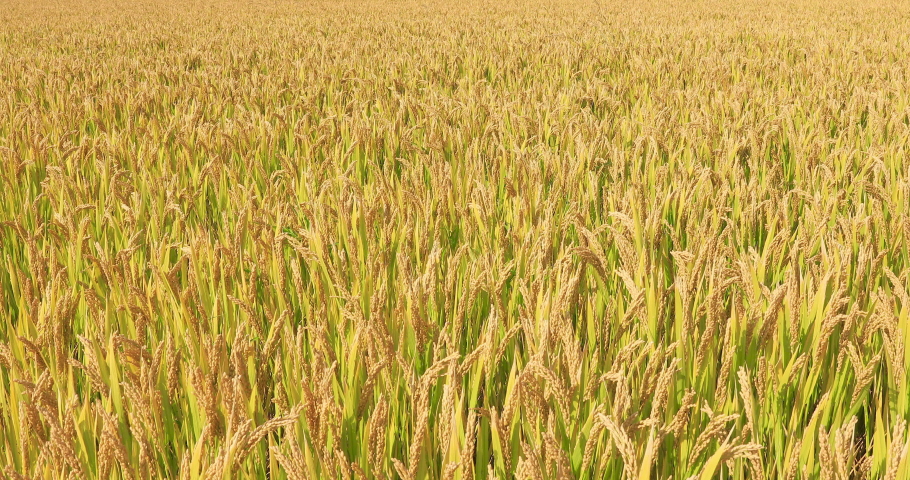 Landscapes in Autumn of Farms and trees under the sky image - Free ...