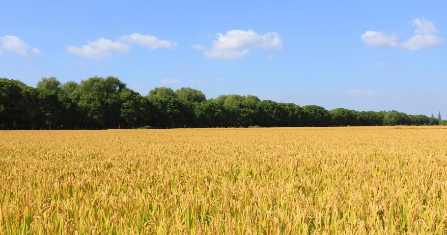 Fall Autumn Foliage in the trees under the sky image - Free stock photo ...