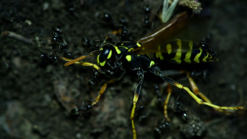 Closeup Wasp Macro image - Free stock photo - Public Domain photo - CC0 ...
