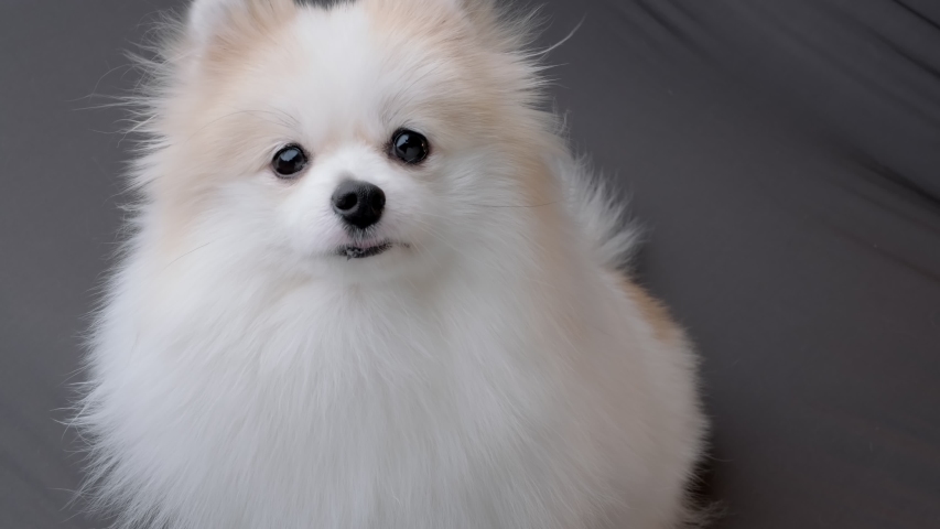 Spitz Family Stock Video Footage - 4K and HD Video Clips | Shutterstock