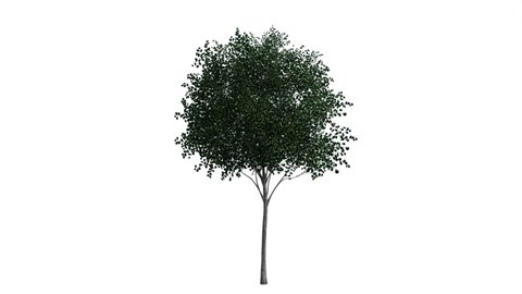 Red Maple Silhouette Animated Thin Trunk Stock Footage Video (100% ...