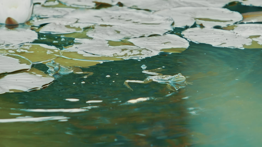 Frog in Pond image - Free stock photo - Public Domain photo - CC0 Images