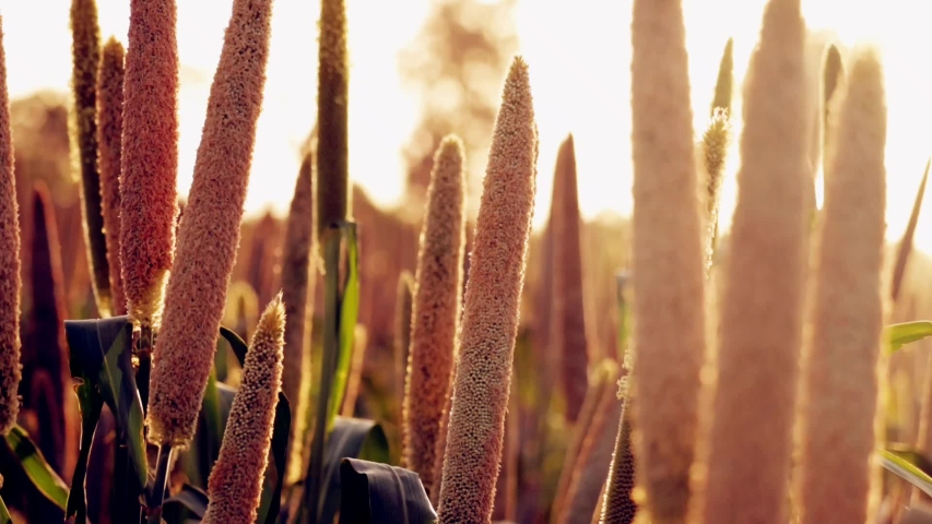 Fodder Sorghum Stock Video Footage - 4K and HD Video Clips | Shutterstock