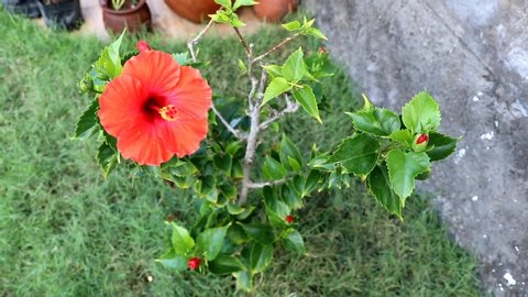 2 Joba phool video Stock Video Footage - 4K and HD Video Clips ...