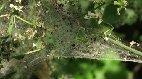 178 Oak tree caterpillars Stock Video Footage - 4K and HD Video Clips ...
