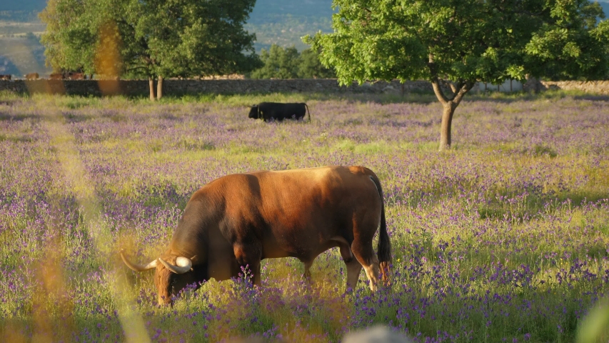 Bull Breeds Stock Video Footage - 4K and HD Video Clips | Shutterstock