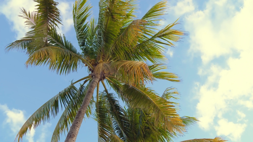 Coconut Tree Top View Stock Video Footage - 4K and HD Video Clips ...