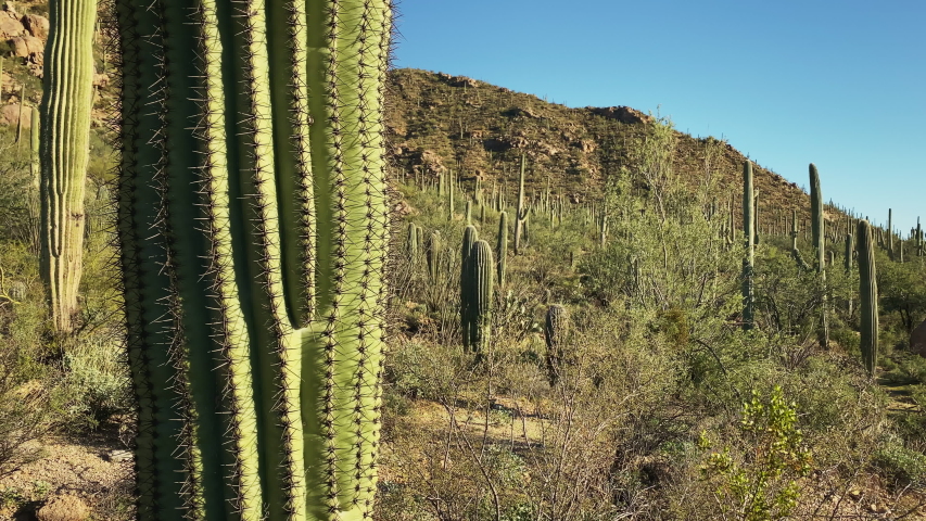Panorama landscape of Saguaro National Park, Arizona image - Free stock ...