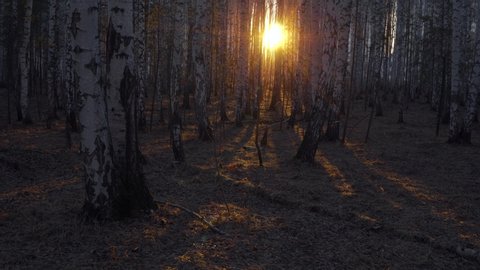 Man Scary Forest Dark Horror Landscape Stock Photo (Edit Now) 740633908