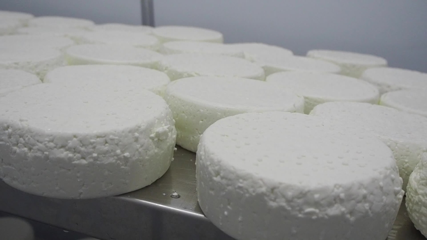 Cheese Factory and cheese products image - Free stock photo - Public ...