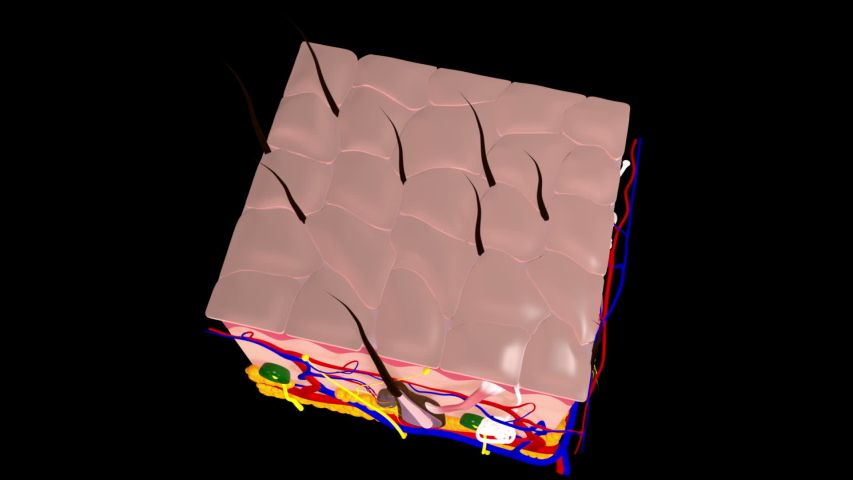 This Video Shows the Human Stock Footage Video (100% Royalty-free ...