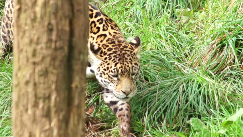 jaguar prowling walking long grass Stock Footage Video (100% Royalty ...