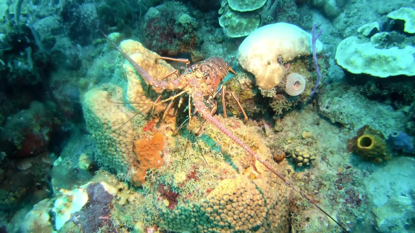 Caribbean spiny lobster - Panulirus argus image - Free stock photo ...