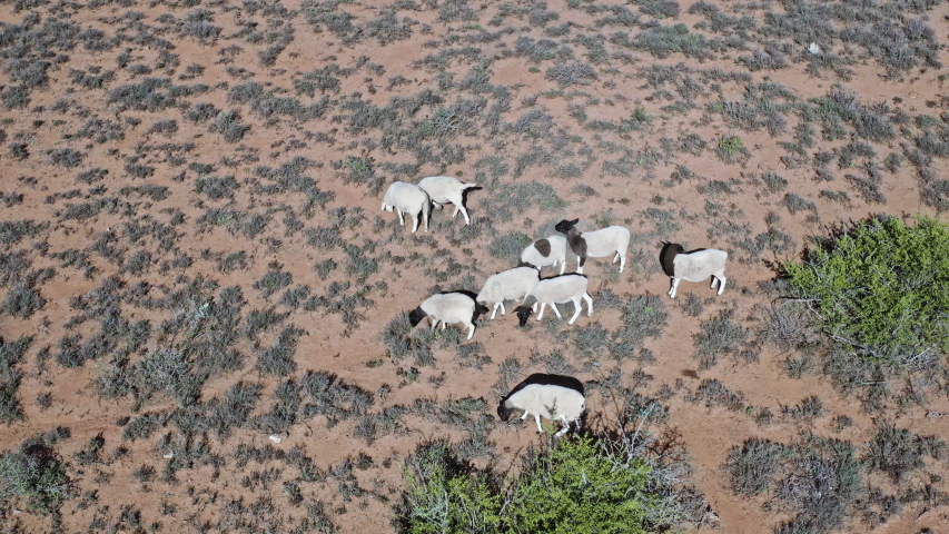 Oveja Dorper Stock Video Footage - 4K and HD Video Clips | Shutterstock