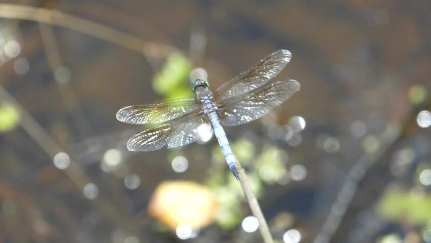 Macro of the Fly's Head image - Free stock photo - Public Domain photo ...