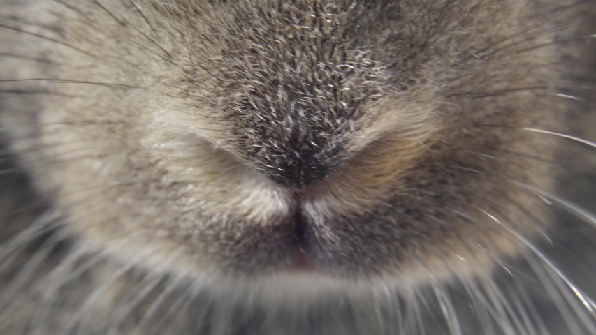 Bunny Nose Stock Footage ~ Royalty Free Stock Videos | Pond5