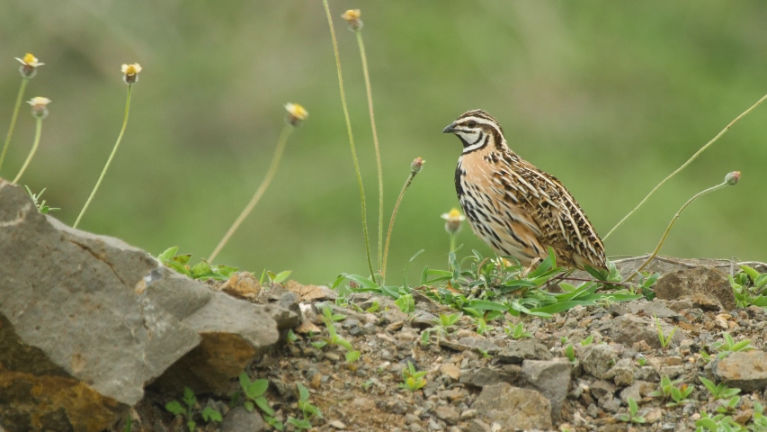 Beautiful Quail Flower Stock Video Footage - 4K and HD Video Clips ...