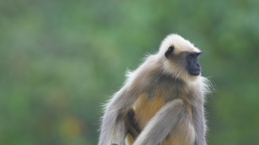 Man look like monkey Stock Video Footage - 4K and HD Video Clips ...