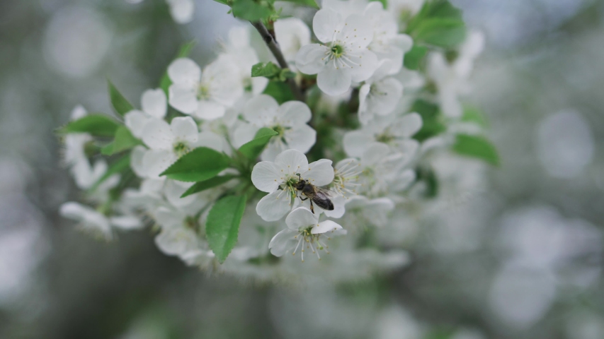 White Flower and Pollen Grains image - Free stock photo - Public Domain ...