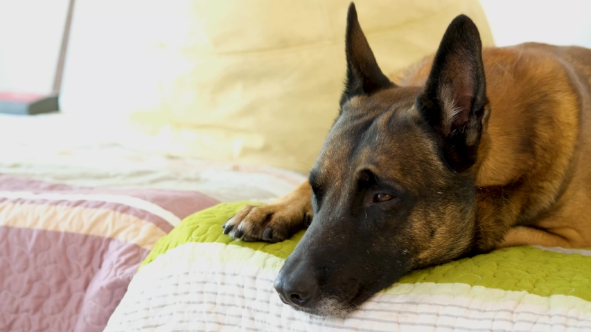 Sad shepherd Stock Video Footage - 4K and HD Video Clips | Shutterstock