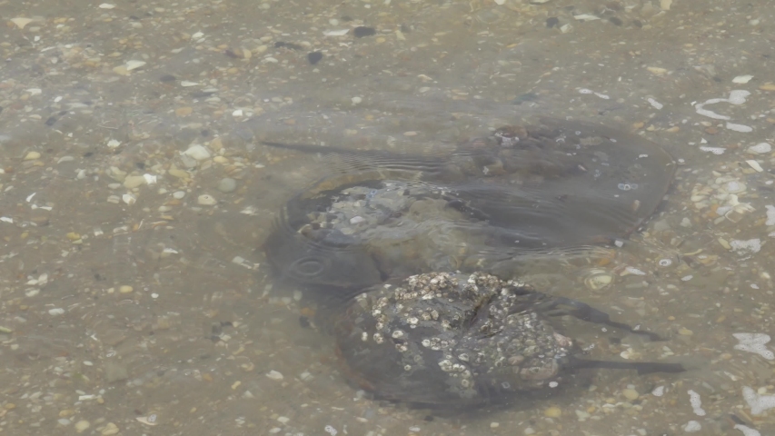 Horseshoe Crab image - Free stock photo - Public Domain photo - CC0 Images
