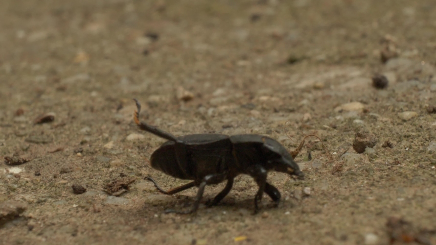 Back of Bee detail image - Free stock photo - Public Domain photo - CC0 ...