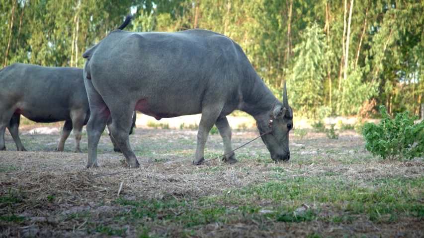 Carabao Stock Video Footage - 4K and HD Video Clips | Shutterstock