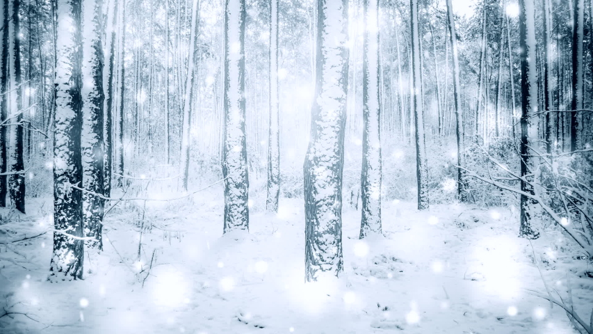 Winter snow and forest and trees image - Free stock photo - Public ...