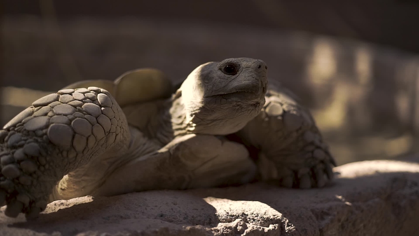 Desert Turtle image - Free stock photo - Public Domain photo - CC0 Images