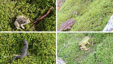 Toad Frogs Newt Triton Amphibia Animals Stock Footage Video (100% ...