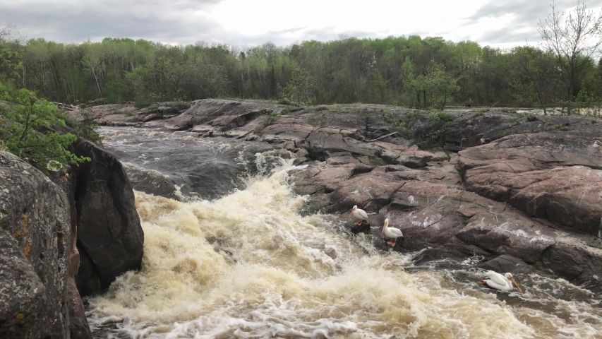 Pelicans on the rocks image - Free stock photo - Public Domain photo ...
