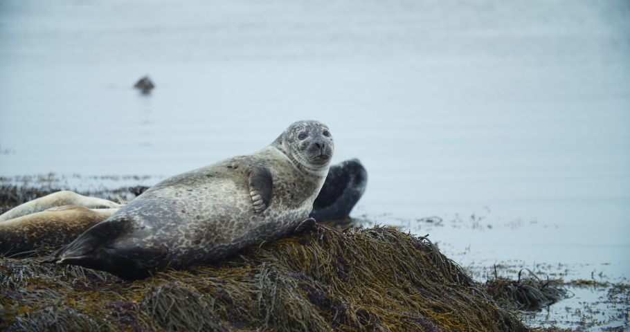 Seal resting on a rock image - Free stock photo - Public Domain photo ...