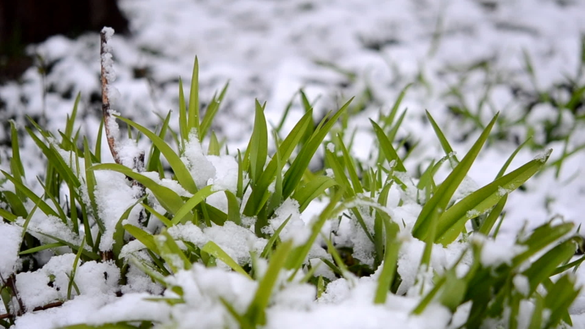 green grass covered layer snow spring Stock Footage Video (100% Royalty ...