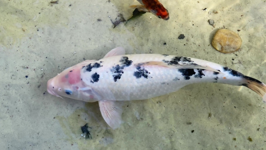 Close-up of Koi Fish image - Free stock photo - Public Domain photo ...