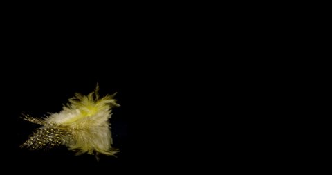 Falling Yellow Bird Feather Falling Onto Stock Footage Video (100% ...