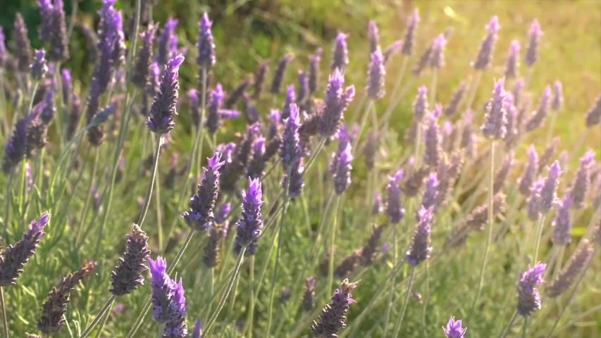 lavender flower spring blowing garden under Stock Footage Video (100% ...