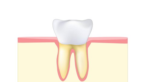Toothache Pain Molar Premolar Tooth 2d Stock Footage Video (100% ...
