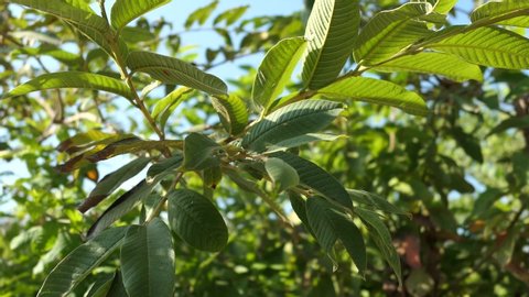 Guava tree Stock Video Footage - 4K and HD Video Clips | Shutterstock