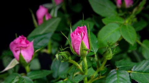 Pink Rose Open Tender Flower Time Stock Footage Video (100% Royalty ...
