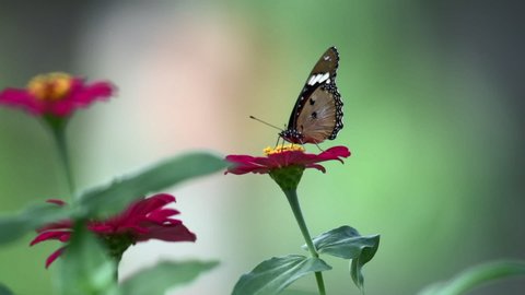 Small Postman Butterfly Stock Photo 1152348671 | Shutterstock