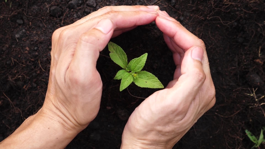 hands protect young plant Stock Footage Video (100% Royalty-free ...