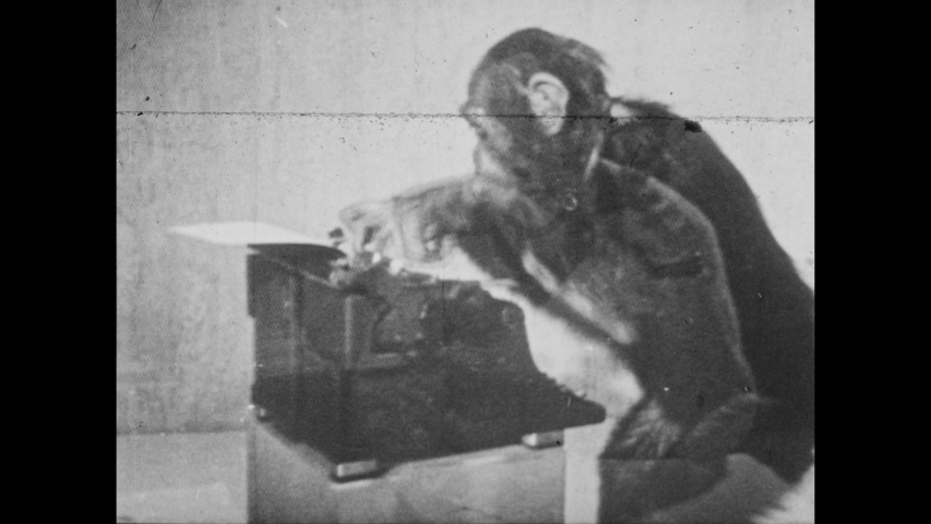 78 Animal typewriter Stock Video Footage - 4K and HD Video Clips ...