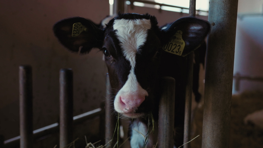 Cow prison Stock Video Footage - 4K and HD Video Clips | Shutterstock