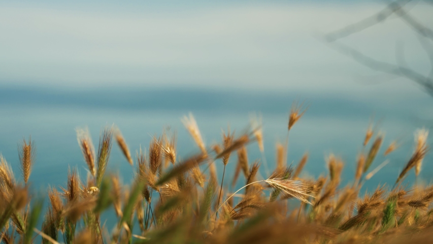 golden spikes against blue sea sky Stock Footage Video (100% Royalty ...