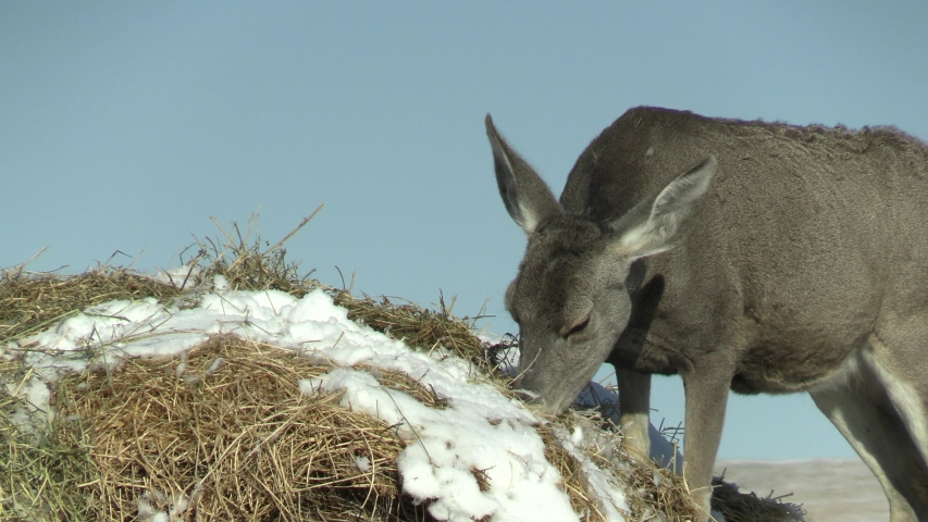 mule deer doe female eating winter Stock Footage Video (100% Royalty ...