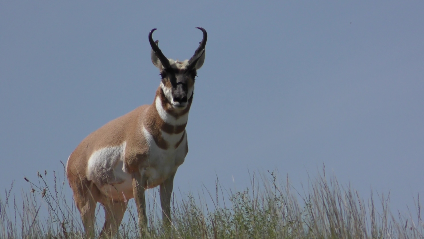 Cabri Stock Video Footage - 4K and HD Video Clips | Shutterstock