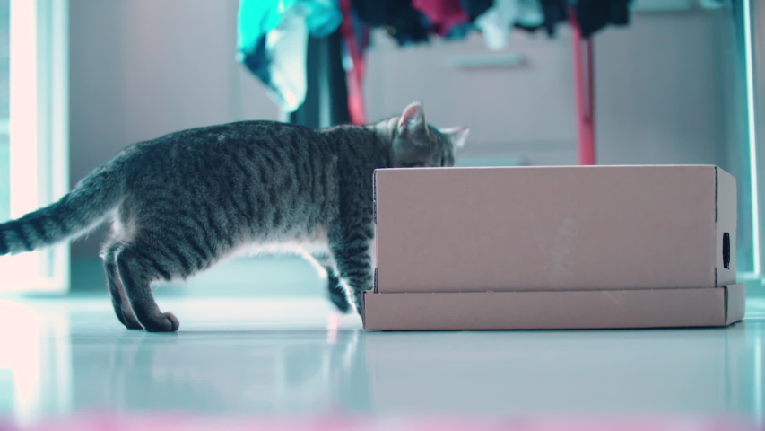 funny cat playing box long shot Stock Footage Video (100% Royalty-free ...
