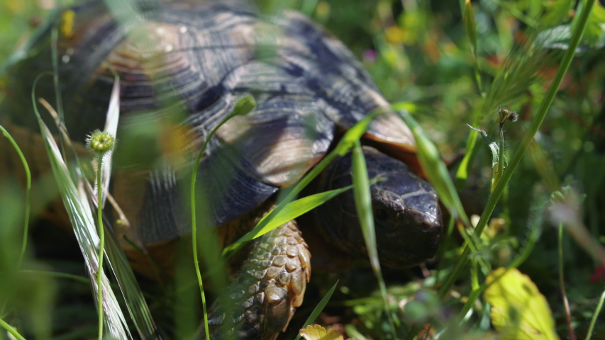 Close Up of turtle image - Free stock photo - Public Domain photo - CC0 ...